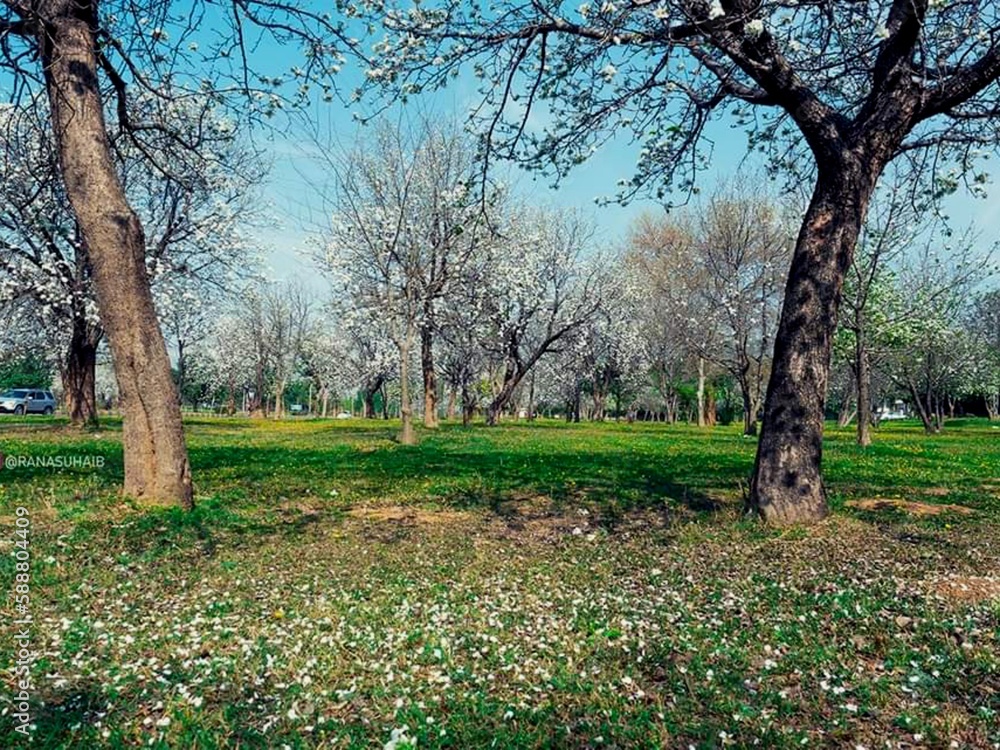 Apple Garden, Spring break, Pinus Tree, Walnut Tree, natural wallpaper ...