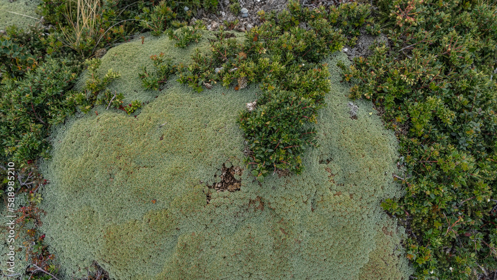 An amazing plant of South America yareta -Azorella compacta, is a ...