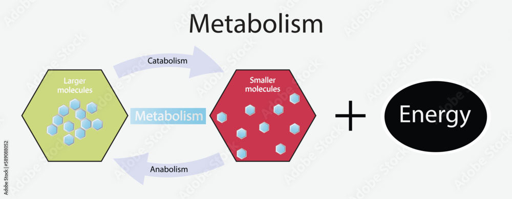 illustration of biology, Metabolism is the process by which the body ...