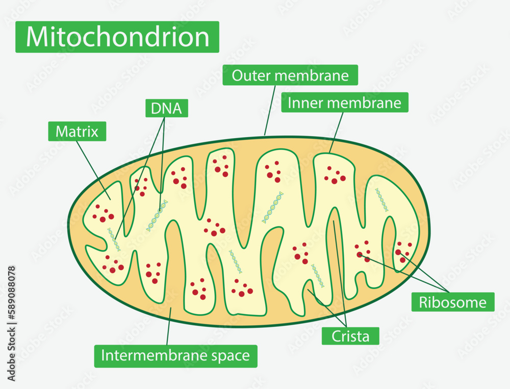 illustration of biology, Mitochondria, Cross-section view, Structure of mitochondrion ...