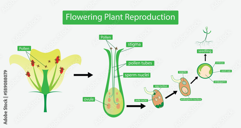 illustration of biology, Flowering plant Reproduction, Flowers contain ...