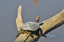 Red-eared Slider Turtle Free Stock Photo - Public Domain Pictures