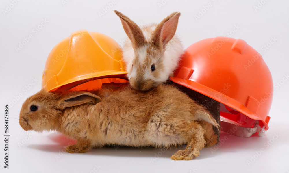 builder's day, symbol of the year easter bunny in a construction helmet ...