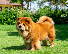 Dog, Chow Chow, Pet Free Stock Photo - Public Domain Pictures