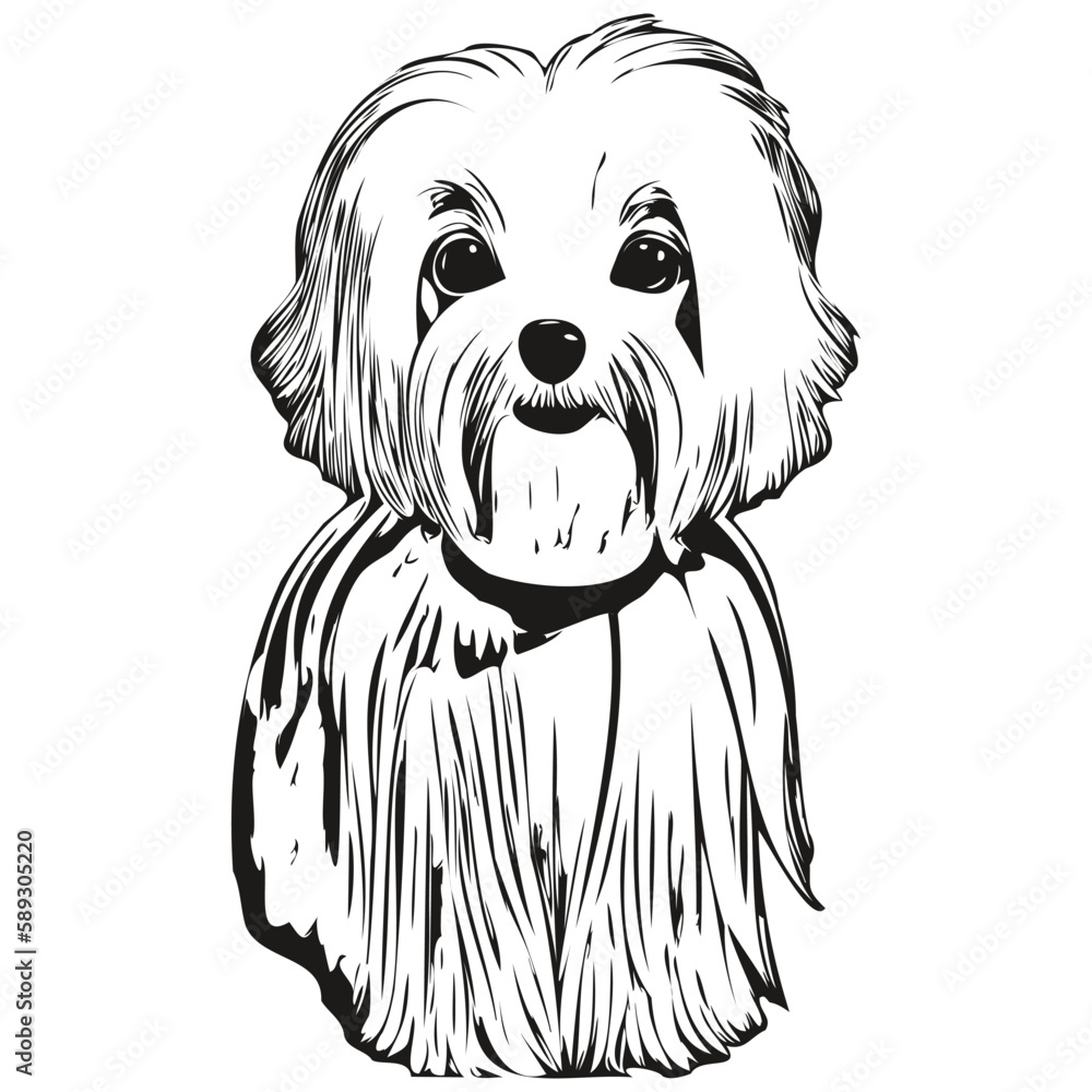 Maltese dog logo hand drawn line art vector drawing black and white ...