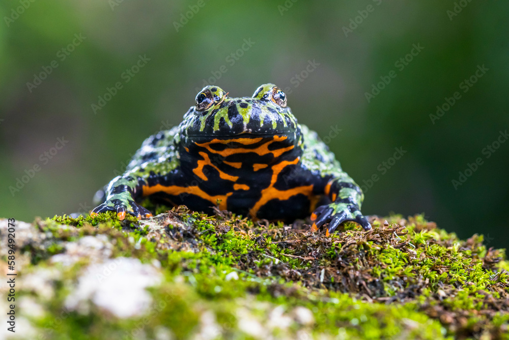 The fire-bellied toads are a group of six species of small frogs ...