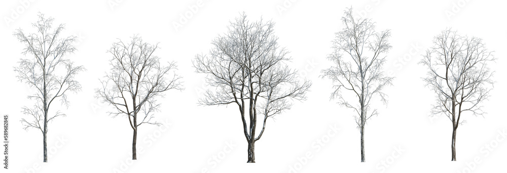 Winter various snowed trees isolated png on a transparent background ...