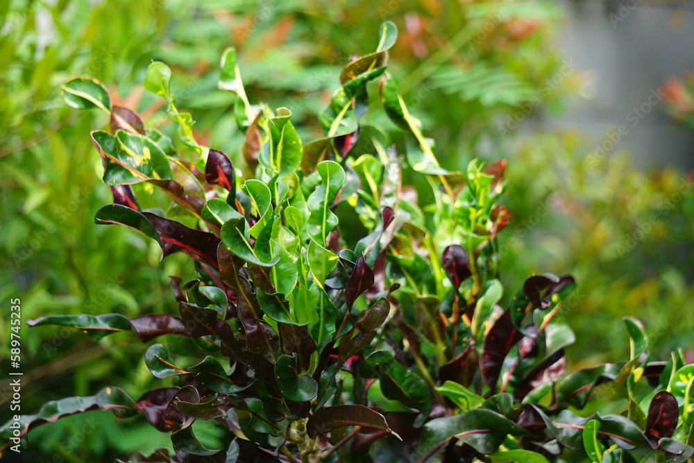 Codiaeum variegatum (Croton, Variegated Laurel, Garden Croton, Orange ...