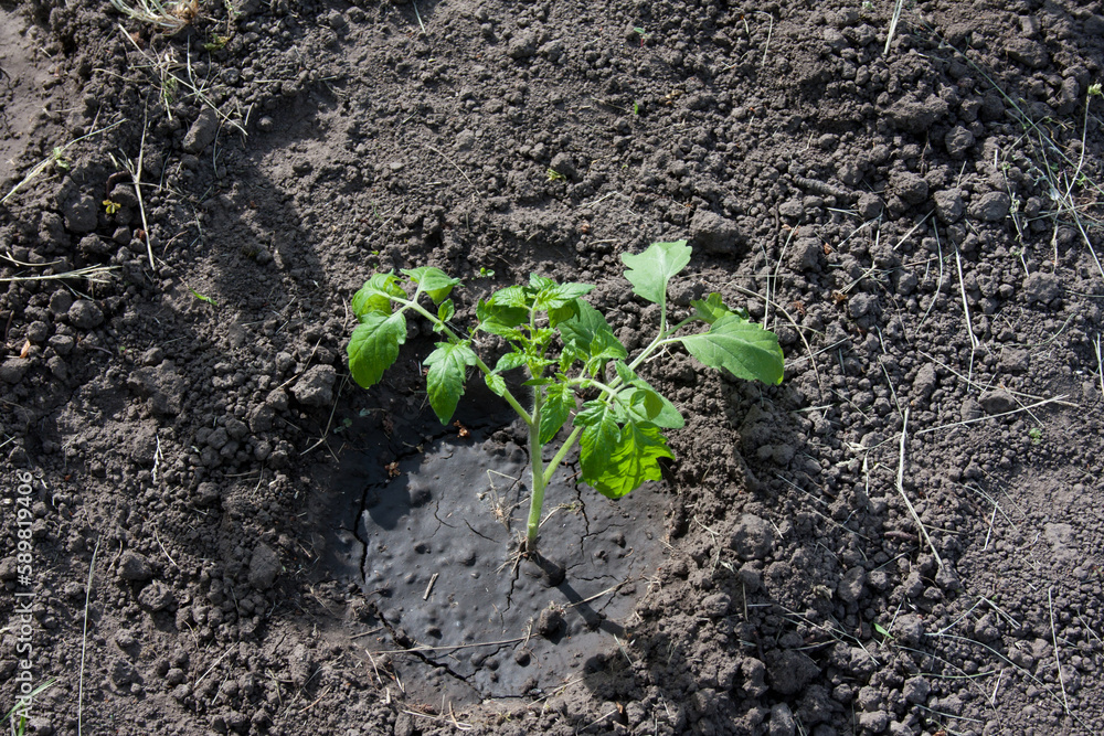 Seedlings of tomato plant growing in garden. young sprout tomato ...