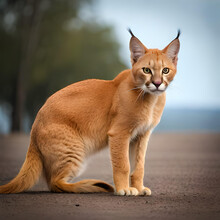 Caracal Cat Portrait Free Stock Photo - Public Domain Pictures
