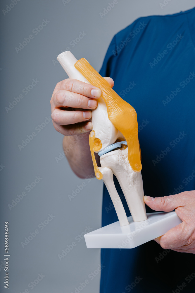 Doctor hands holding model maquette of knee joint patella with tendon ...