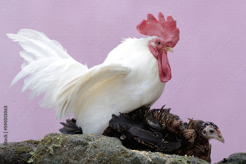 A hen and a rooster ready to mate on a rock overgrown with moss ...