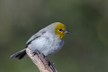 Verdin Bird Free Stock Photo - Public Domain Pictures