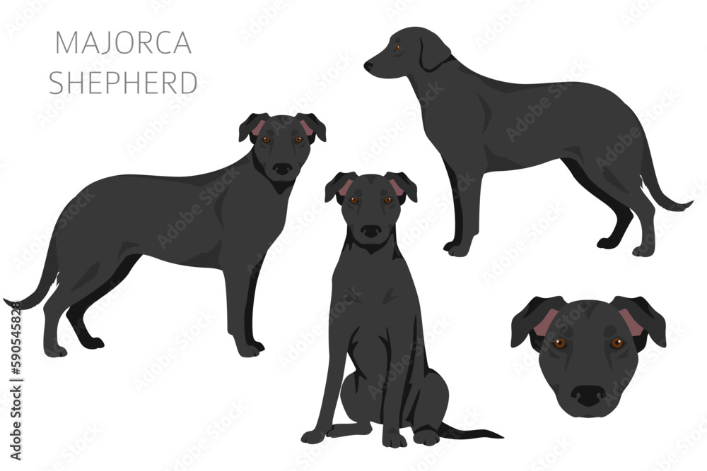 Majorca Shepherd dog clipart. All coat colors set. All dog breeds ...