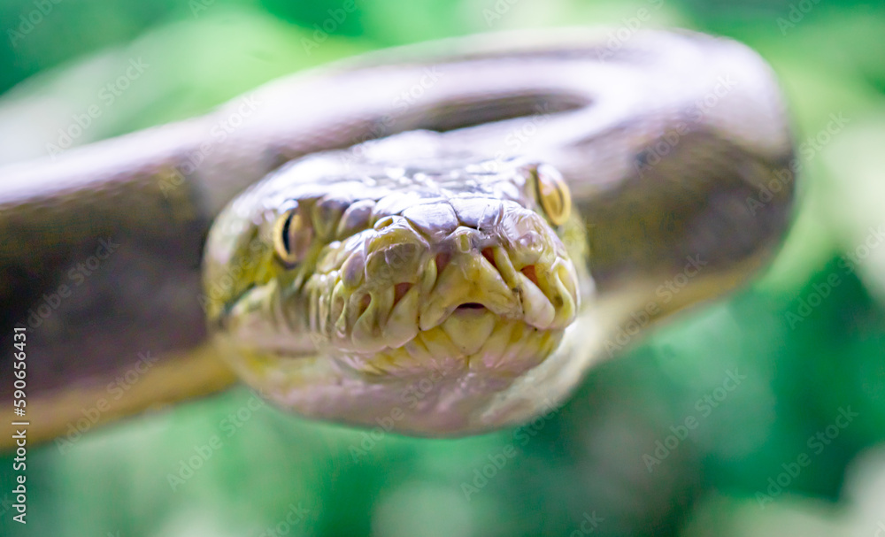 Reticulated python Snake photographed in the yard during the day using ...