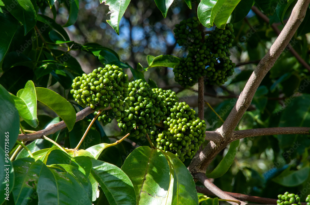 Sydney Australia, seed pods of a melicope elleryana or pink euodia tree ...