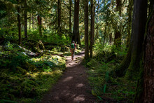 Sunny Hiking Path Free Stock Photo - Public Domain Pictures