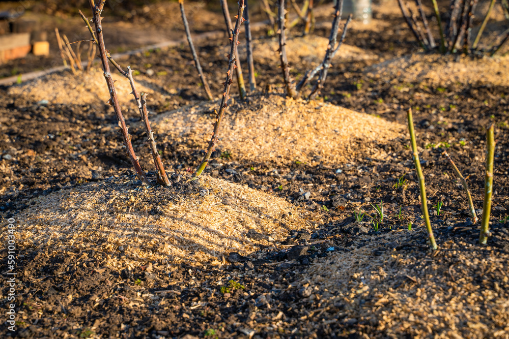 Flowerbed with rose bushes in early spring. Sunset on a country lawn ...
