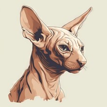 Sphynx Hairless Cat Illustration Free Stock Photo - Public Domain Pictures