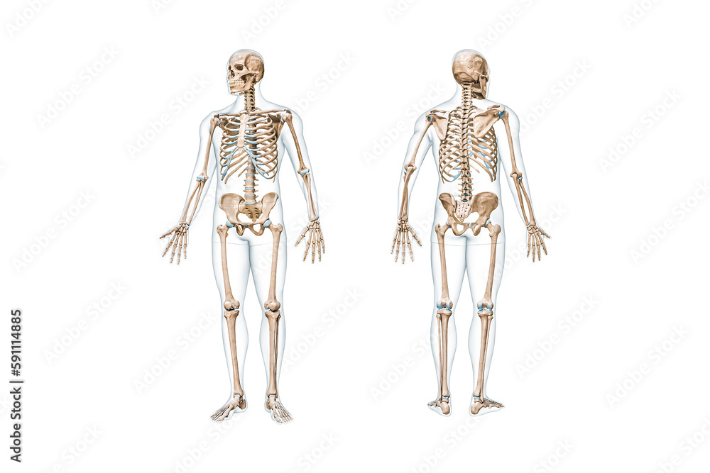 Front and back views of full human skeleton with male body 3D rendering ...