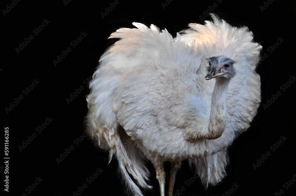 Greater rhea (Rhea americana) albino Stock Photo | Adobe Stock