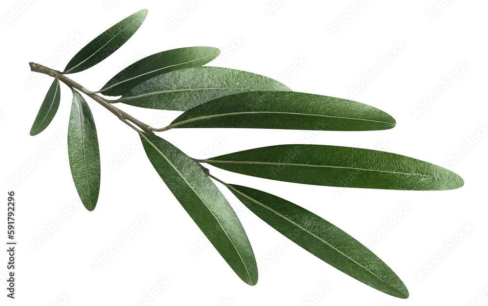Olive branch cut out Stock Photo | Adobe Stock