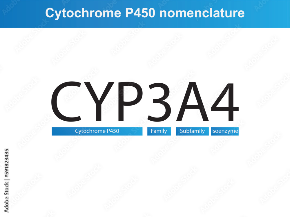 Cytochrome P450 CYP3A4 nomenclature diagram showing family, subfamily, enzyme and allele ...
