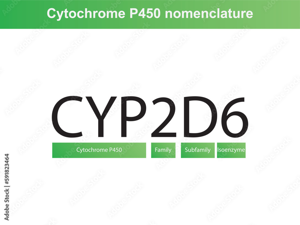 Cytochrome P450 CYP2C9 nomenclature diagram showing family, subfamily ...