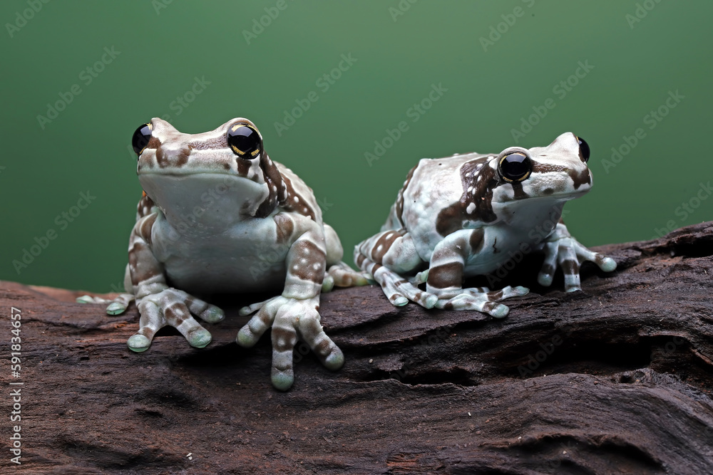 The Amazon Milk Frog is nature to the Amazon Rainforest in South ...