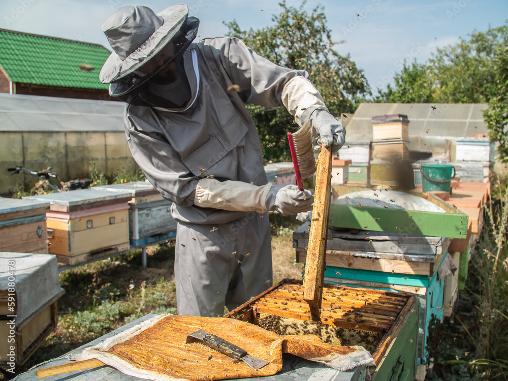 Beekeeper removing honeycomb from beehive. Person in beekeeper suit ...