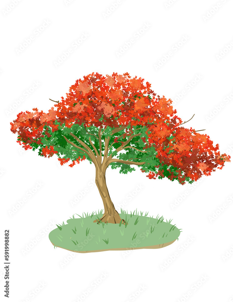 Arbol Flamboyán Stock Illustration | Adobe Stock