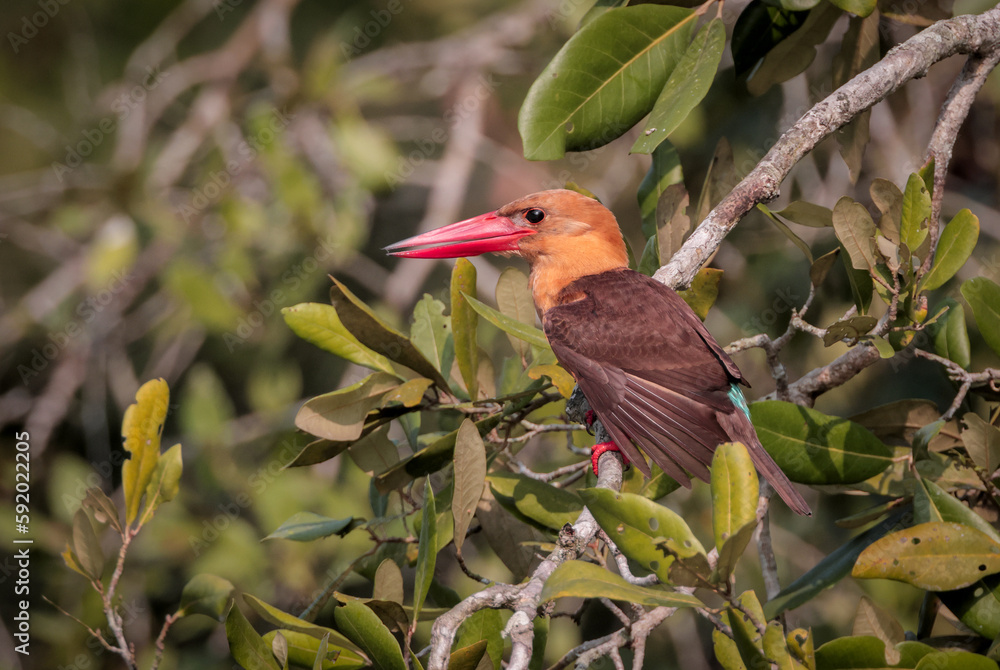 Brown-winged kingfisher bird photo.It is found along the north and ...