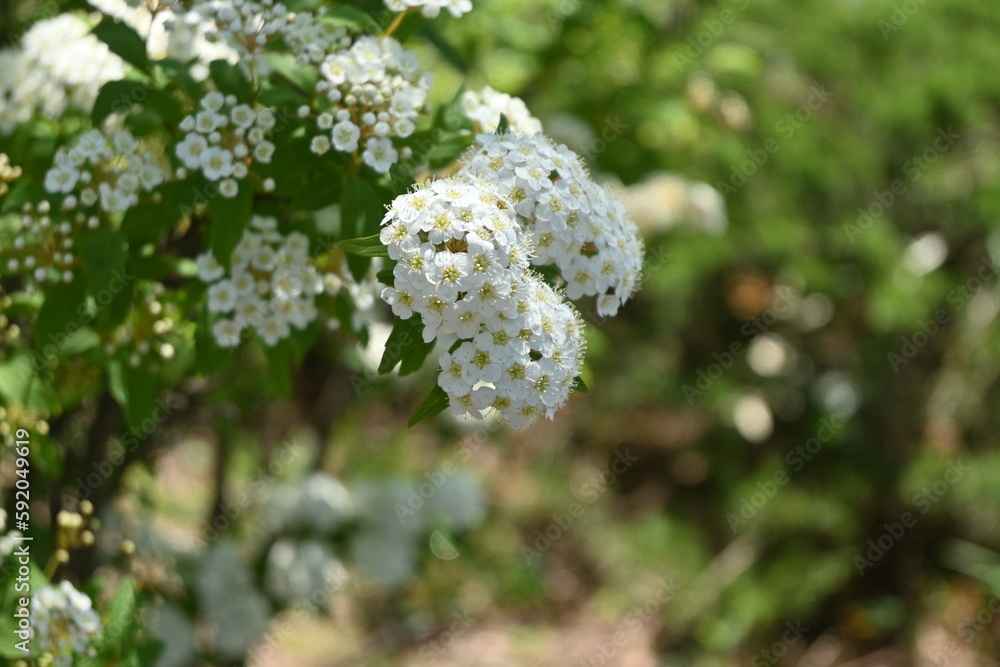 Reeves spirea ( Spiraea cantoniensis ) flowers. Rosaceae deciduous ...