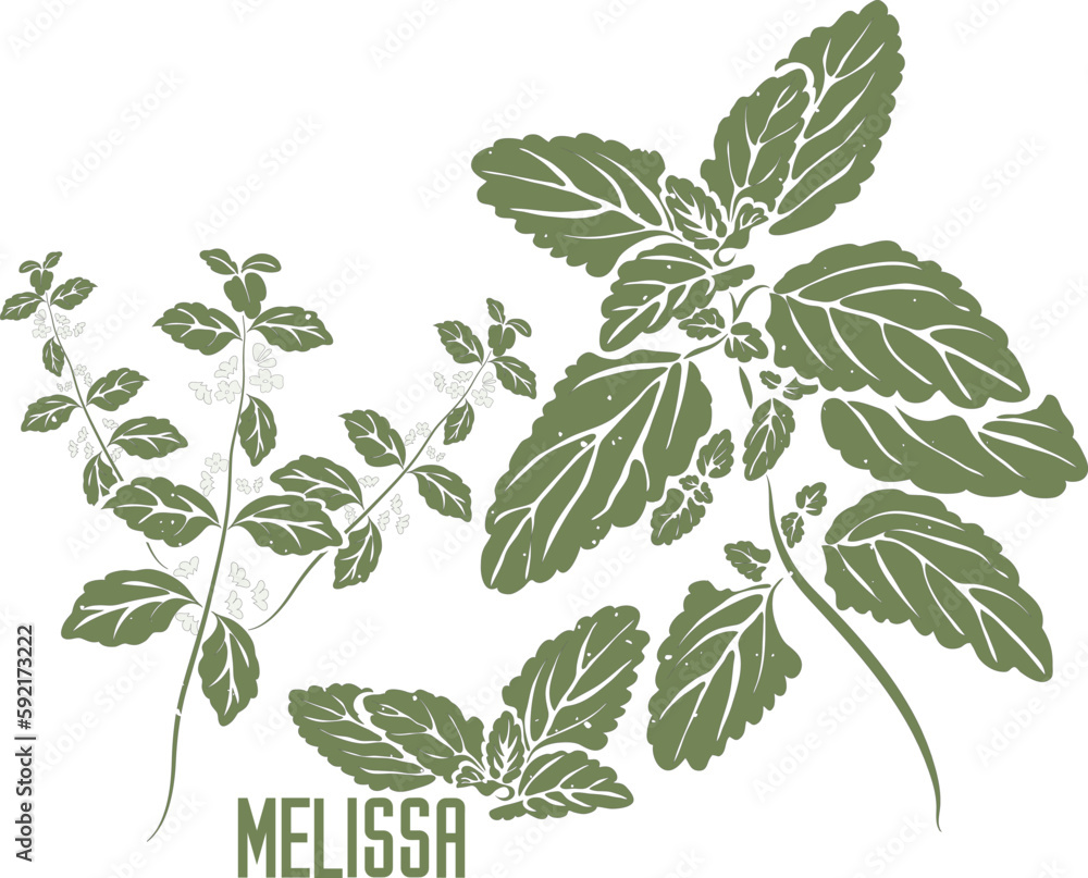 Lemon balm in vector silhouette. Melissae medicinal herb image. Set of ...