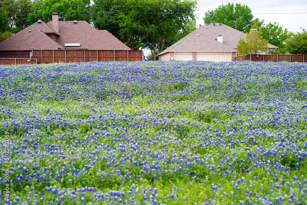 Fotografie Upward view hill side thick blanketed of blossom Bluebonnet ...