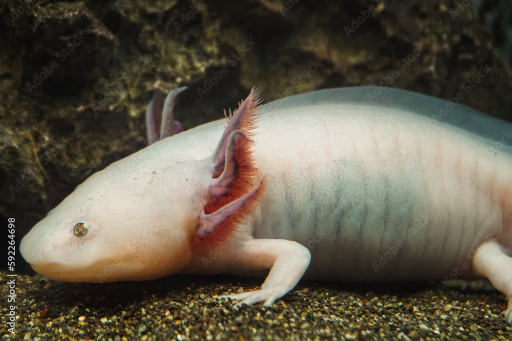 Axolotl Mexican Walking Fish Salamander Tiger Salamander A Pink
