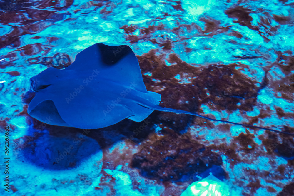The stingray swims underwater. The stingray is a flat sea fish. An ...