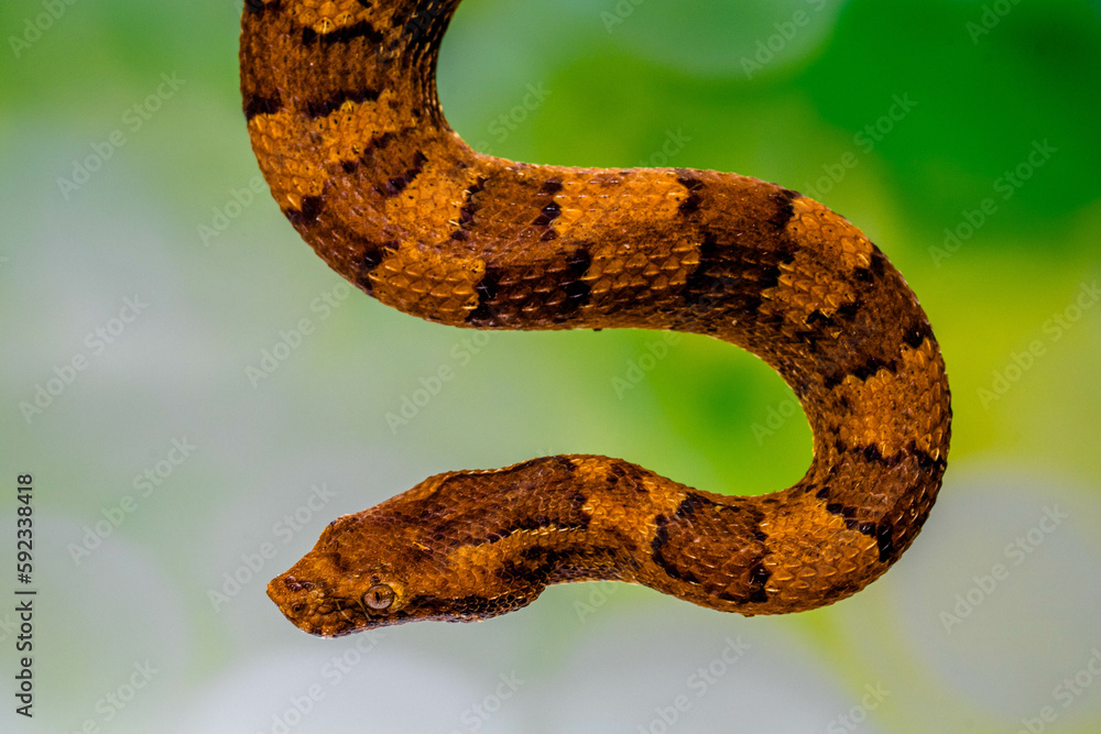 Candoia carinata, known commonly as the Pacific ground boa, Pacific ...