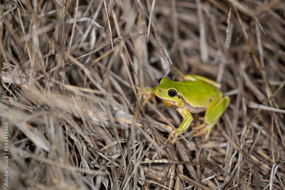 The Italian tree frog (Hyla intermedia) is a species of frog in the ...