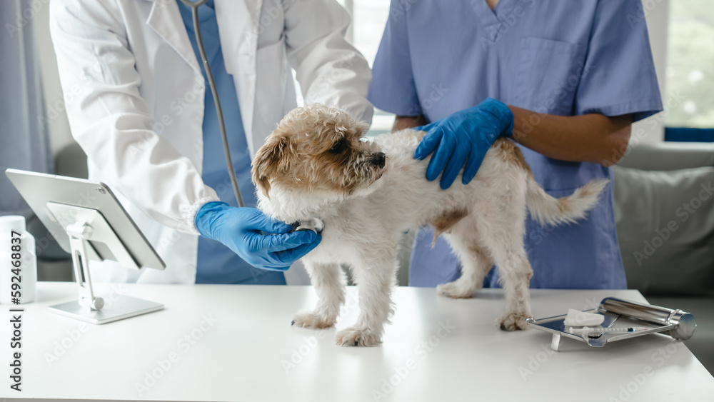 Livestock doctor and assistant to check dog's health and vaccinate ...