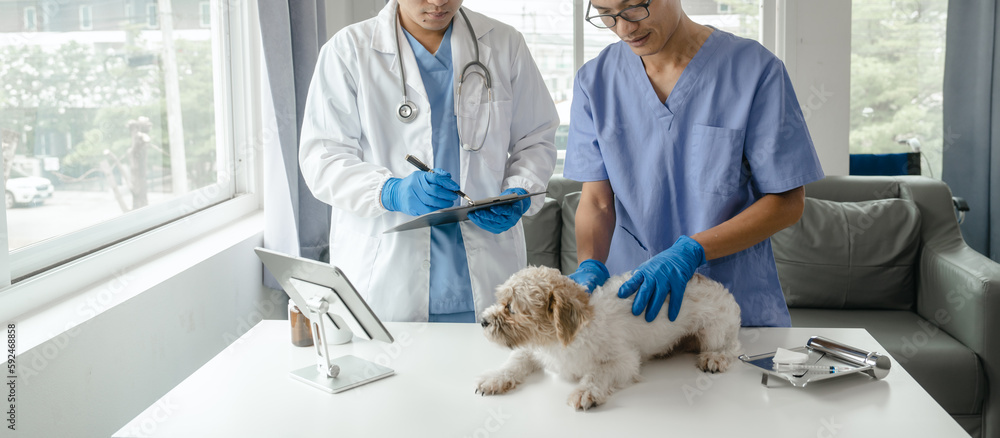 Livestock doctor and assistant to check dog's health and vaccinate ...