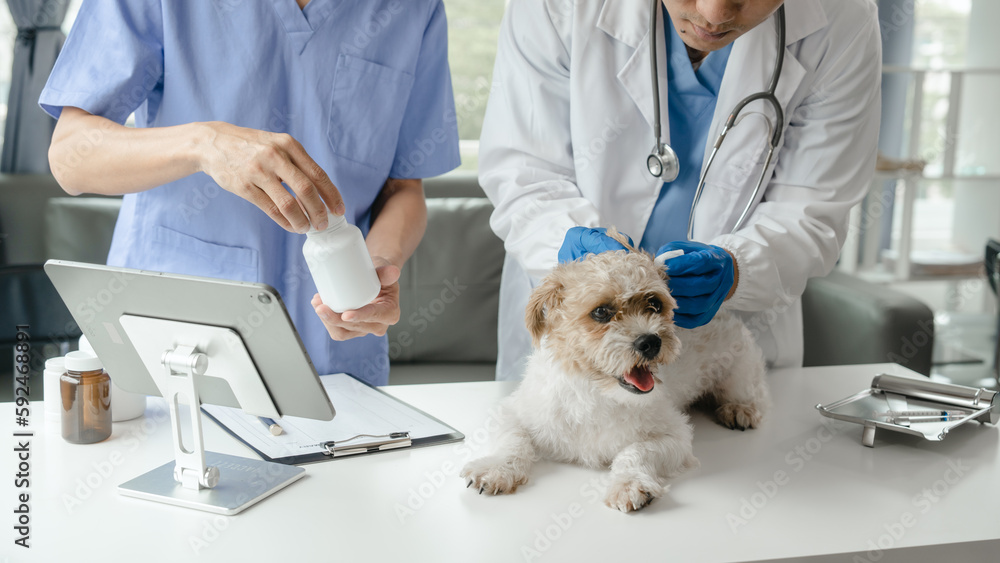 Livestock doctor and assistant to check dog's health and vaccinate ...