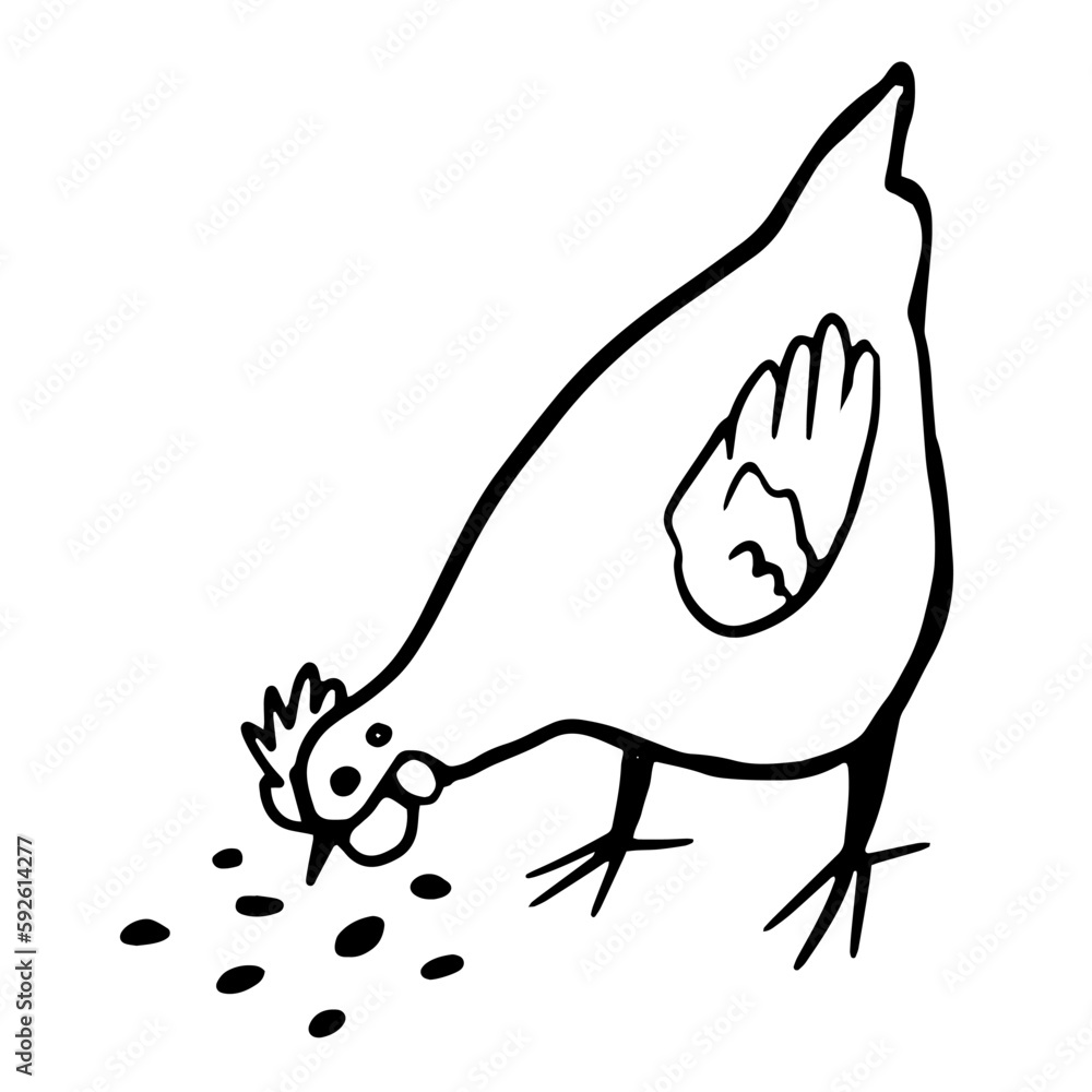 Сhicken pecks grain. Vector hand drawn illustration. Chicken, speckled ...