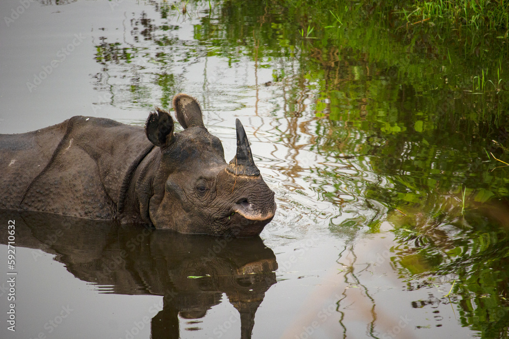The famous one horned Rhino in water in Dooars at Garumara National ...