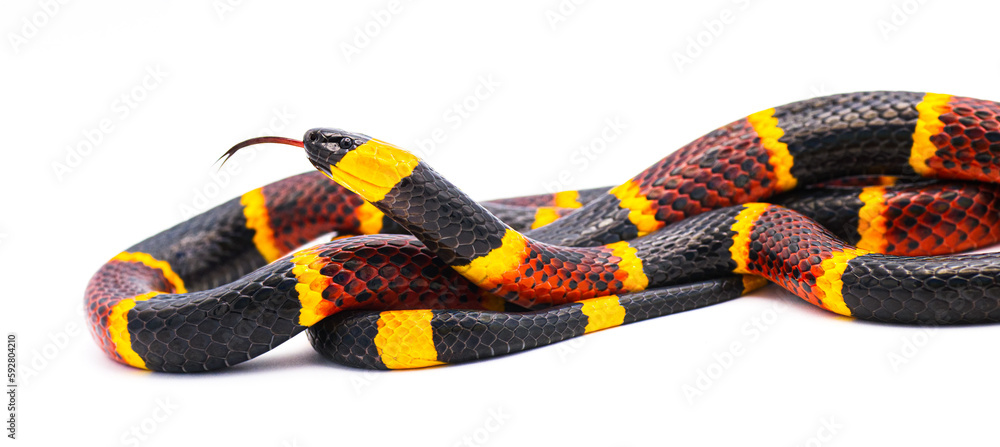 Venomous Eastern coral snake - Micrurus fulvius - close up macro of ...