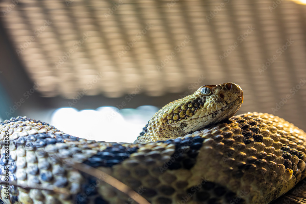 Stock-Foto „Timber rattlesnake (Crotalus horridus) is a species of pit ...