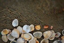 Seashell Collection Close-up Free Stock Photo - Public Domain Pictures