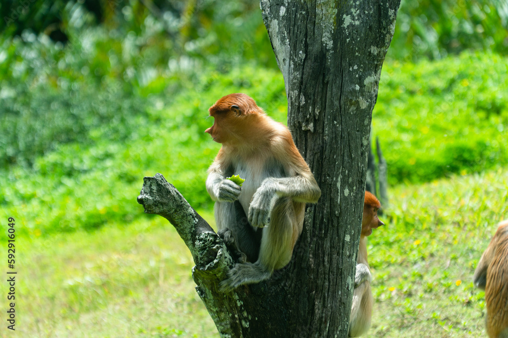 Proboscis monkeys in a tropical reserve. Borneo. Labuk bay, Malaysia ...