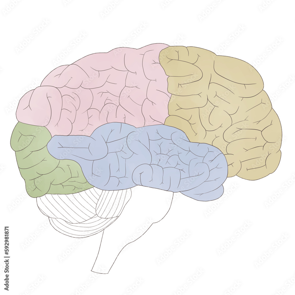 Human brain cross-section diagram clipart PNG Stock Illustration ...
