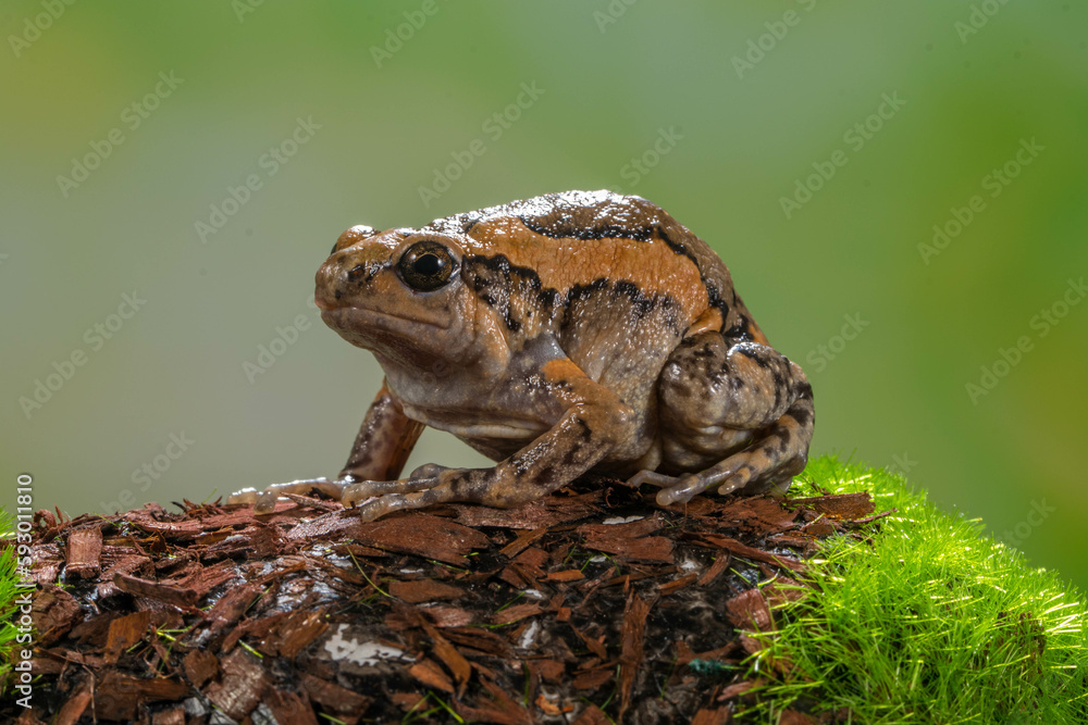 Foto de Stock The banded bullfrog (Kaloula pulchra) is a species of ...